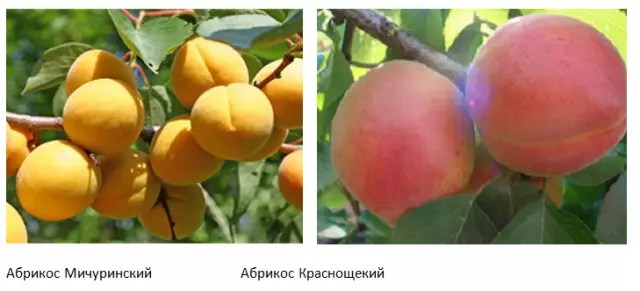 Apricot Khabarovsk: iba't ibang paglalarawan, larawan, repasuhin 7896_2