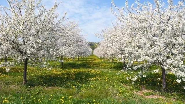 Apricot Хабаровск: төрөл бүрийн тайлбар, гэрэл зураг, тойм 7896_4