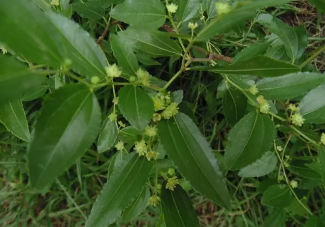 Unabi (tâmara chinesa, ziziphus): plantio e cuidado ao ar livre, em casa, da pedra, estacas, enxertia 7897_10