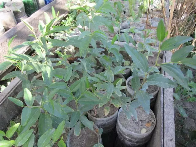 Unabi (dátil chino, ziziphus): plantación y cuidado en campo abierto, en casa, desde la piedra, esquejes, injertos. 7897_13