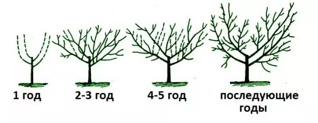 Unabi (dyddiad Tsieineaidd, ziziphus): plannu a gofalu yn y cae agored, gartref, o'r garreg, toriadau, impio 7897_15