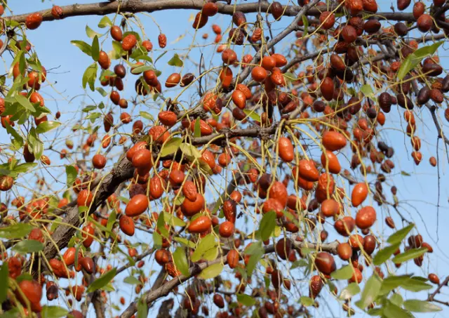 Unabi (tâmara chinesa, ziziphus): plantio e cuidado ao ar livre, em casa, da pedra, estacas, enxertia 7897_17