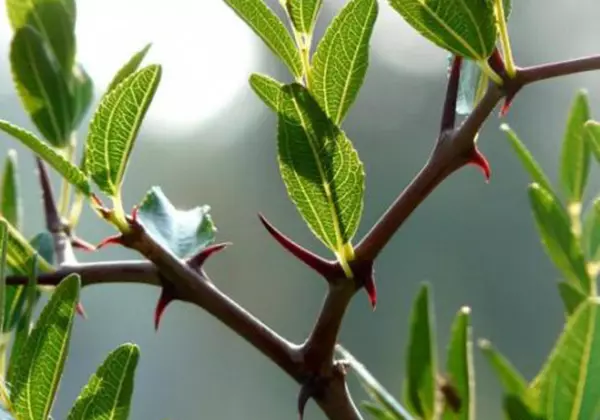 Unabi (κινεζική ημερομηνία, ziziphus): φύτευση και φροντίδα στο υπαίθριο πεδίο, στο σπίτι, από την πέτρα, μοσχεύματα, εμβολιασμός 7897_2