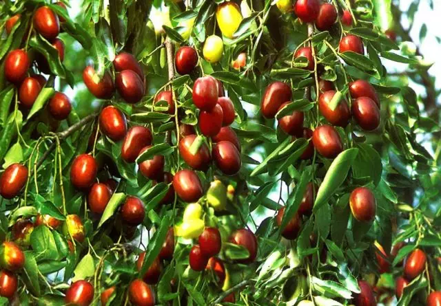 Unabi (dátil chino, ziziphus): plantación y cuidado en campo abierto, en casa, desde la piedra, esquejes, injertos. 7897_26