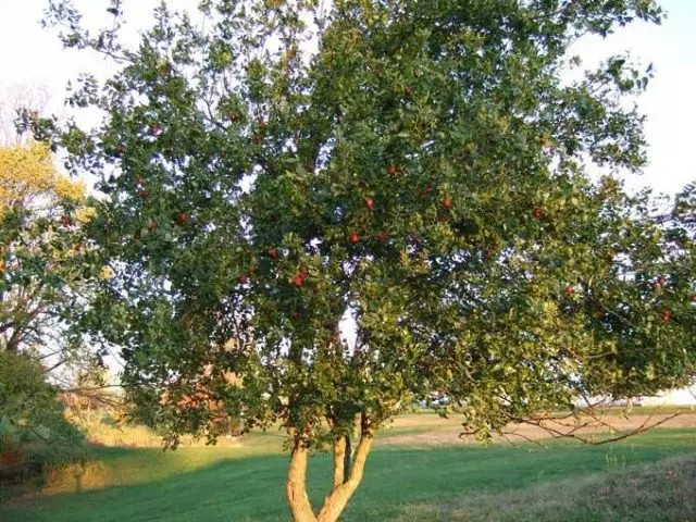 Unabi (čínské datum, ziziphus): výsadba a péče na otevřeném poli, doma, z kamene, řízky, roubování 7897_3