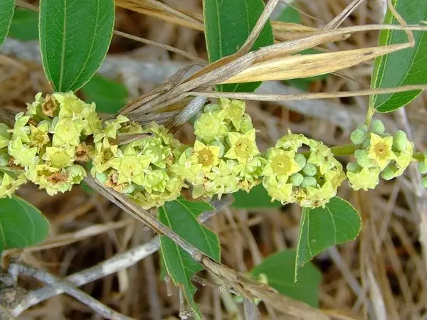 Unabi (dátil chino, ziziphus): plantación y cuidado en campo abierto, en casa, desde la piedra, esquejes, injertos. 7897_4