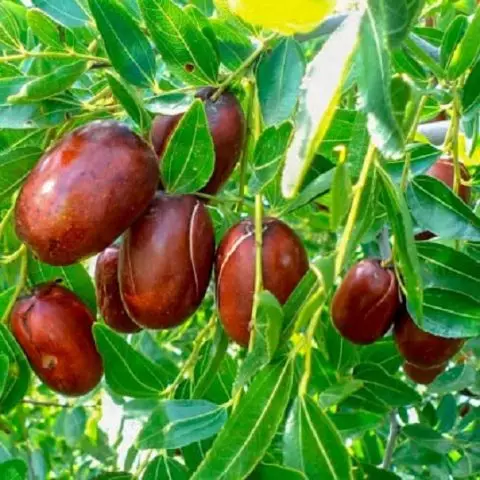 Unabi (dátil chino, ziziphus): plantación y cuidado en campo abierto, en casa, desde la piedra, esquejes, injertos. 7897_8