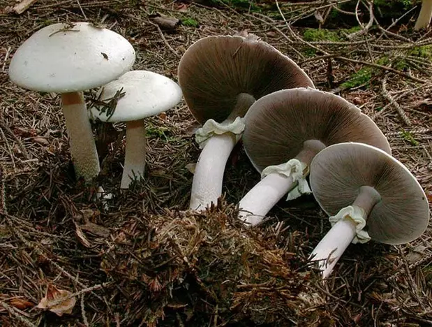 Coppice champignon (თხელი): ფოტო და აღწერა, სად იზრდება, როგორ გამოიყურება, შესაძლებელია თუ არა ჭამა