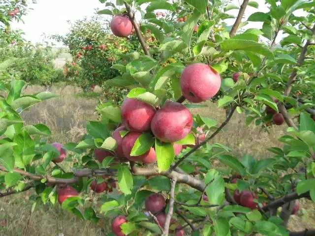 Pohon apel Spartan: macem-macem deskripsi, foto, ulasan 7912_4