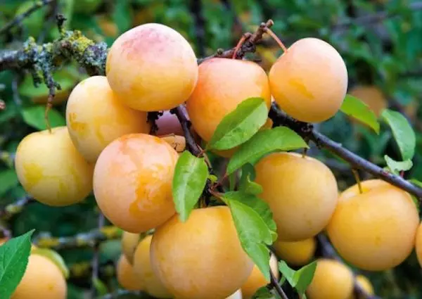 Apricot plum: variety description, photos, reviews 7914_1