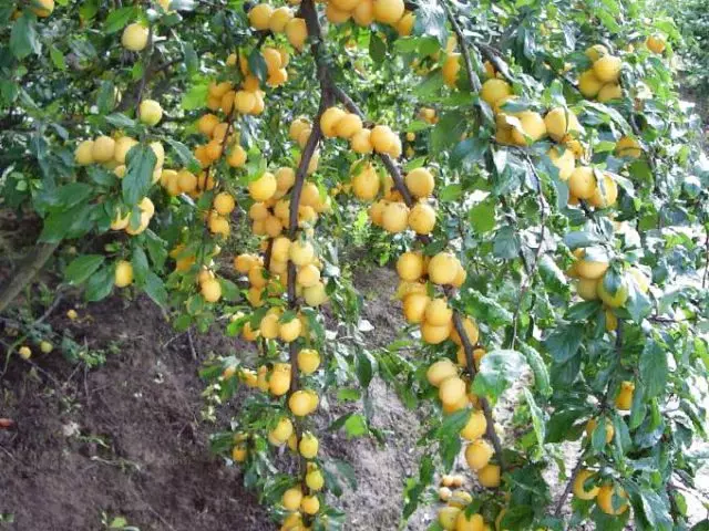 Apricot plum: قسم بيان ، فوٽو ، تبصرا 7914_3