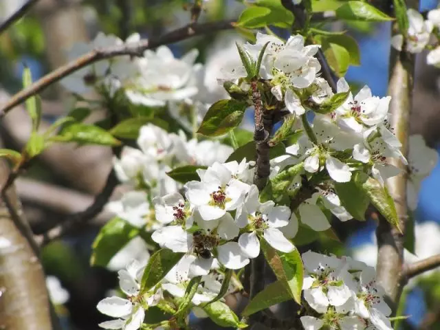 Miracle Piorra: tuairisc, grianghraf, léirmheasanna ar garraíodóirí, pollinators 7916_1