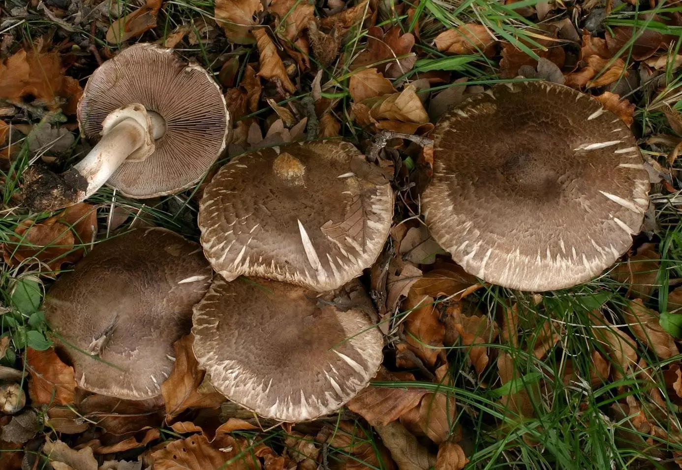 Champignon di bosco: dove cresce, che aspetto ha, è possibile mangiarlo, come distinguerlo da uno falso, foto