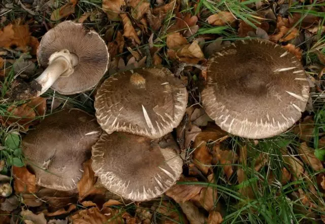 Champignon leuweung: dimana naék, kumaha rupana, nyaéta dimungkinkeun pikeun didahar, kumaha ngabédakeunana sareng anu palsu, poto 791_1