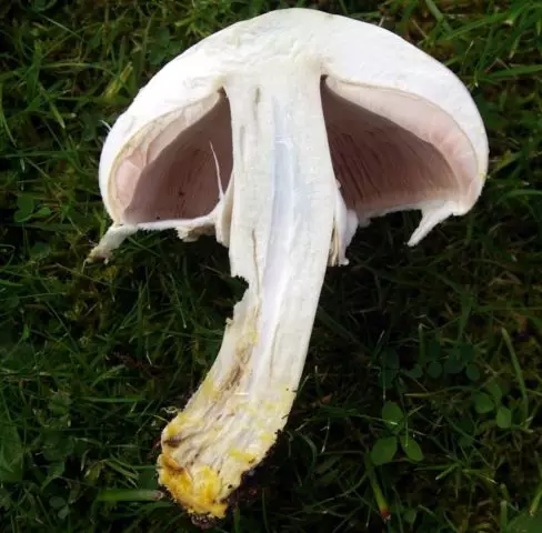 Champignon leuweung: dimana naék, kumaha rupana, nyaéta dimungkinkeun pikeun didahar, kumaha ngabédakeunana sareng anu palsu, poto 791_2