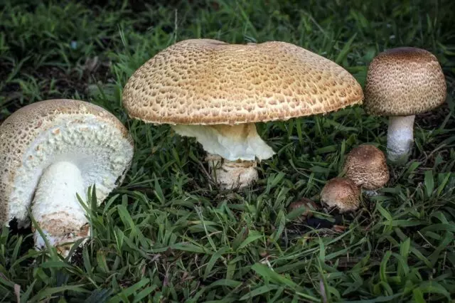 Champignon leuweung: dimana naék, kumaha rupana, nyaéta dimungkinkeun pikeun didahar, kumaha ngabédakeunana sareng anu palsu, poto 791_9