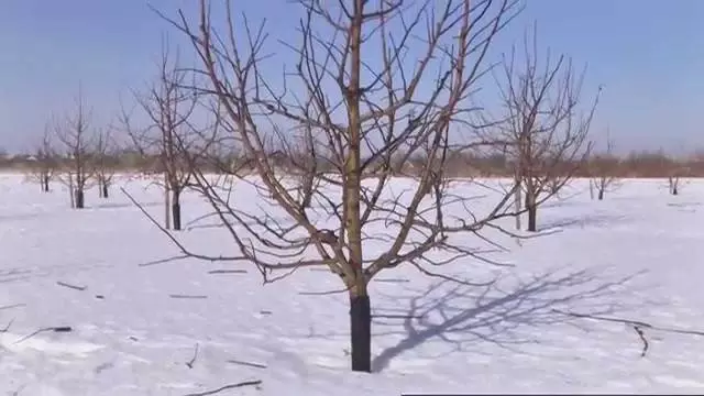 How to prune apple trees in winter 7927_10