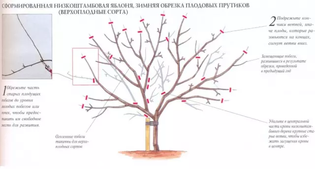 How to prune apple trees in winter 7927_15