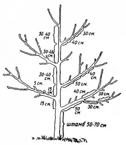 Hur man beskär äppelträd på vintern 7927_16