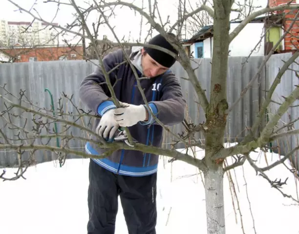 How to prune apple trees in winter 7927_2