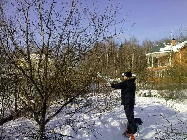 How to prune apple trees in winter 7927_3