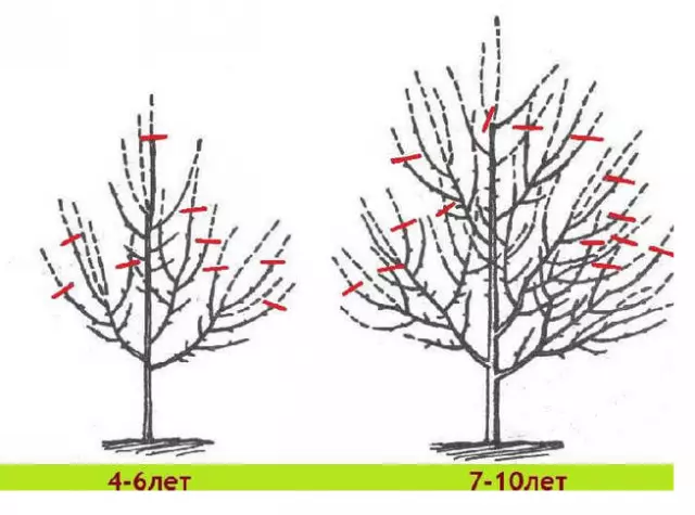 Yuav ua li cas prune txiv ntoo hauv lub caij ntuj no 7927_7