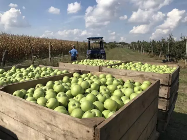 Apple tree Mutsu: sortbeskrivning, foton, pollinatorer, vård, recensioner 7934_6