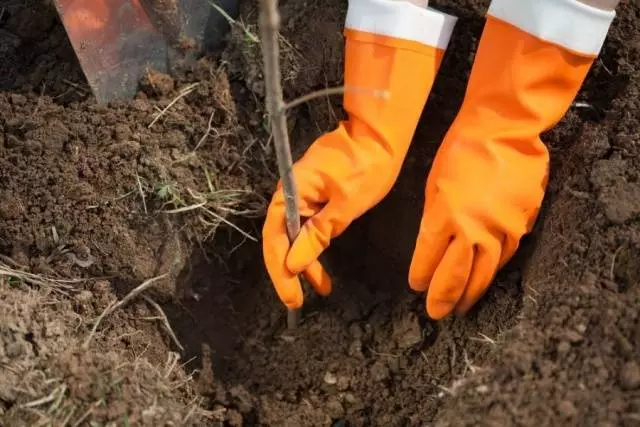 Kad pavasarī stādīt augļu kokus un krūmus 7938_9