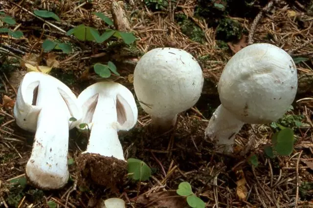 Champignon Esseta: क्या यह खाना संभव है, जहां यह बढ़ता है, यह कैसा दिखता है, संग्रह नियम, फोटो