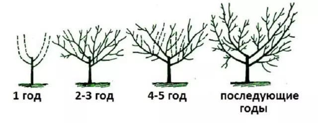 Ziziphus (unabi) ni agbegbe Moscow: iriri ti ndagba, gbingbin ati itọju 7940_11