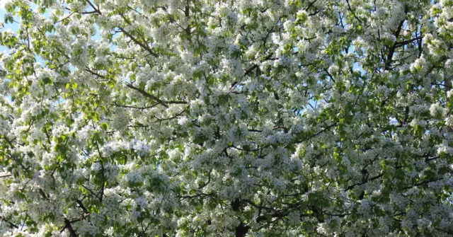 Appelboom Rossoshanskoe Gestreepte: variëteitbeskrywing, foto, plant en resensies 7941_2