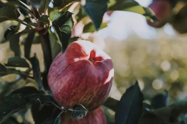 Apple-tree Rossoshanskoe Striped: ituaiga eseese, ata, totoina ma iloiloga 7941_5