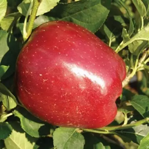 Apple tree Starkrimson: famaritana isan-karazany, sary, hevitra 7945_10