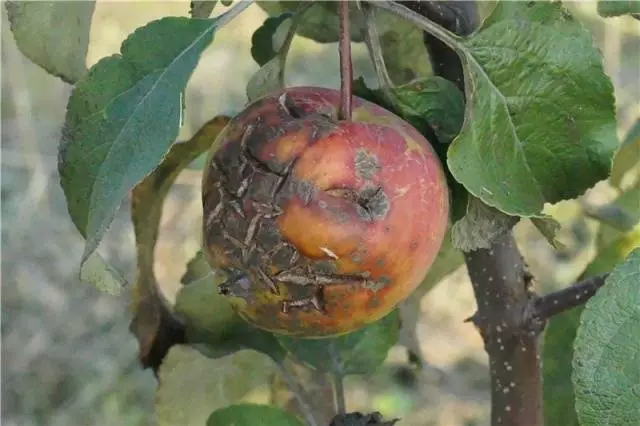 Pohon apel Starkrimson: deskripsi variasi, foto, ulasan 7945_6