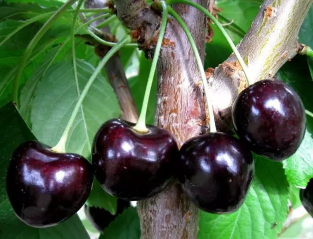 Putinka cherry: sifa, picha na maelezo ya anuwai, pollinators, upandaji na utunzaji, kilimo 7949_13