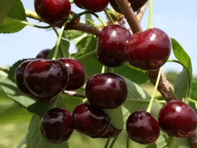 Putinka cherry: sifa, picha na maelezo ya anuwai, pollinators, upandaji na utunzaji, kilimo 7949_3