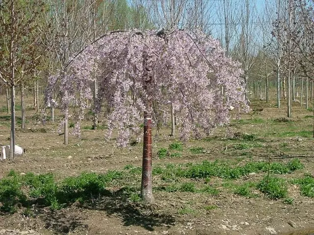 Cireșul Putinka: caracteristici, fotografie și descrierea soiului, polenizatori, plantare și îngrijire, cultivare 7949_4