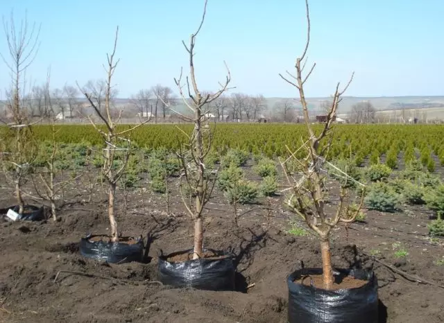 Cireșul Putinka: caracteristici, fotografie și descrierea soiului, polenizatori, plantare și îngrijire, cultivare 7949_6