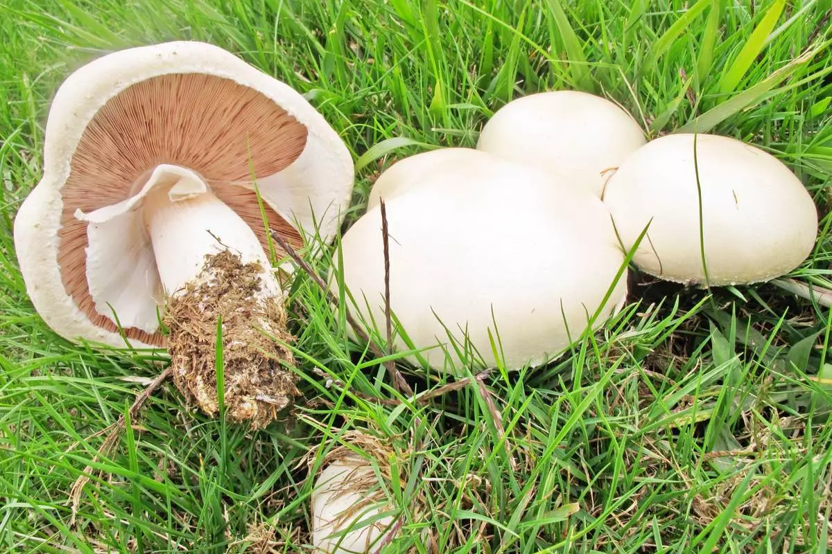 Il falso champignon è un doppio pericoloso di quello reale: come determinare l'aspetto di funghi simili, come distinguere, come riconoscere per foto e descrizione