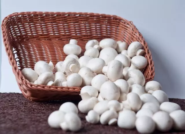 O falso champignon é um duplo perigoso do verdadeiro: como determinar a aparência de cogumelos semelhantes, como distinguir, como reconhecer por foto e descrição 794_1