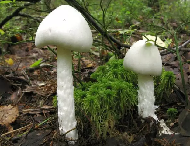 O falso champignon é um duplo perigoso do verdadeiro: como determinar a aparência de cogumelos semelhantes, como distinguir, como reconhecer por foto e descrição 794_10