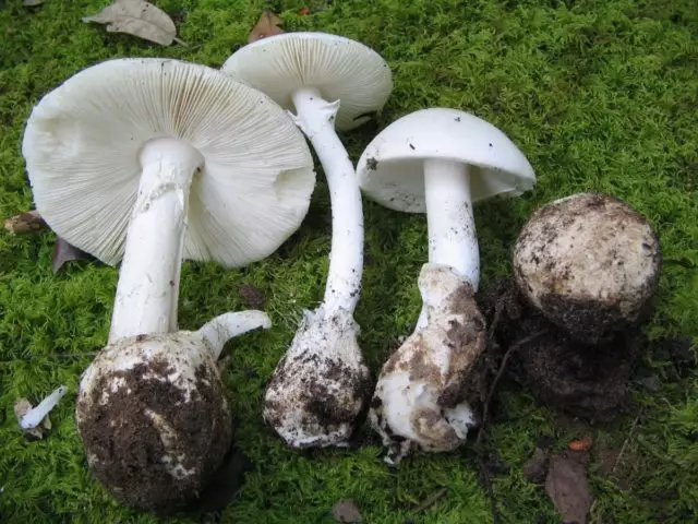 Champignon ea bohata ke habeli e kotsi ea 'nete: mokhoa oa ho tseba hore na li-mushroom tse ts'oanang li shebahala joang, ho khetholla joang, ho tseba joang ka foto le tlhaloso 794_11