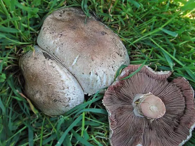 Champignon ea bohata ke habeli e kotsi ea 'nete: mokhoa oa ho tseba hore na li-mushroom tse ts'oanang li shebahala joang, ho khetholla joang, ho tseba joang ka foto le tlhaloso 794_2