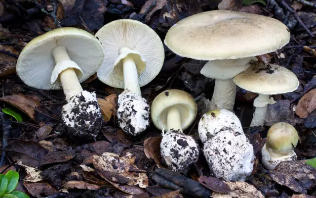 Champignon ea bohata ke habeli e kotsi ea 'nete: mokhoa oa ho tseba hore na li-mushroom tse ts'oanang li shebahala joang, ho khetholla joang, ho tseba joang ka foto le tlhaloso 794_21