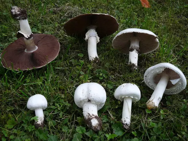 Champignon ea bohata ke habeli e kotsi ea 'nete: mokhoa oa ho tseba hore na li-mushroom tse ts'oanang li shebahala joang, ho khetholla joang, ho tseba joang ka foto le tlhaloso 794_3