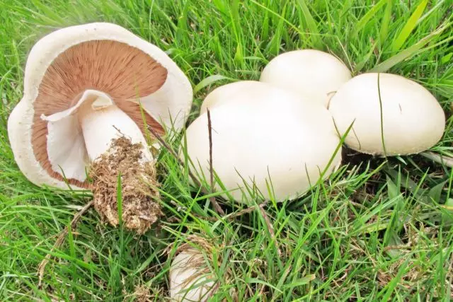 Champignon ea bohata ke habeli e kotsi ea 'nete: mokhoa oa ho tseba hore na li-mushroom tse ts'oanang li shebahala joang, ho khetholla joang, ho tseba joang ka foto le tlhaloso 794_4