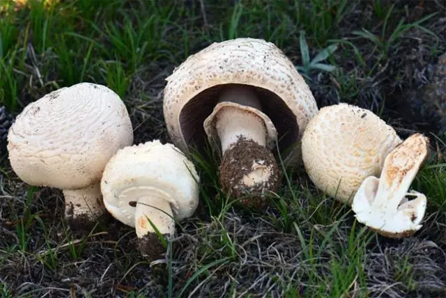 Champignon ea bohata ke habeli e kotsi ea 'nete: mokhoa oa ho tseba hore na li-mushroom tse ts'oanang li shebahala joang, ho khetholla joang, ho tseba joang ka foto le tlhaloso 794_5