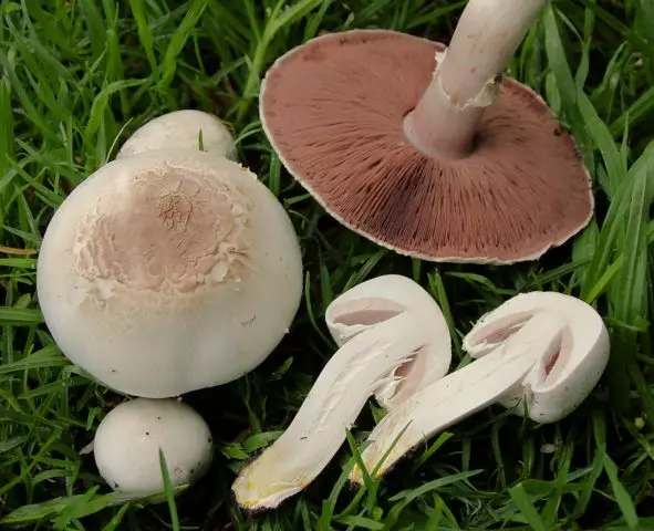 Champignon ea bohata ke habeli e kotsi ea 'nete: mokhoa oa ho tseba hore na li-mushroom tse ts'oanang li shebahala joang, ho khetholla joang, ho tseba joang ka foto le tlhaloso 794_6