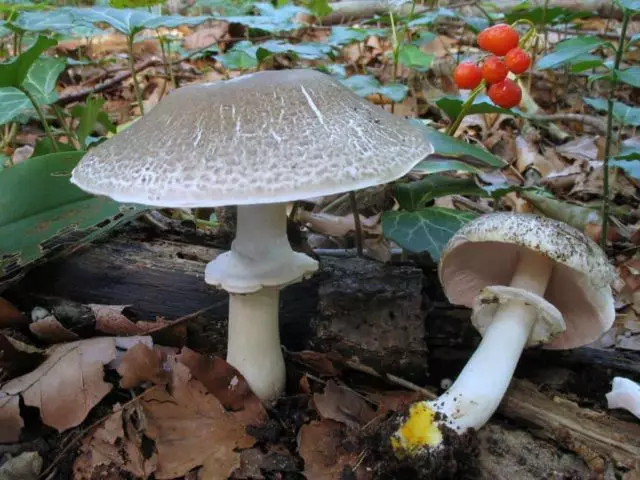 Champignon ea bohata ke habeli e kotsi ea 'nete: mokhoa oa ho tseba hore na li-mushroom tse ts'oanang li shebahala joang, ho khetholla joang, ho tseba joang ka foto le tlhaloso 794_7