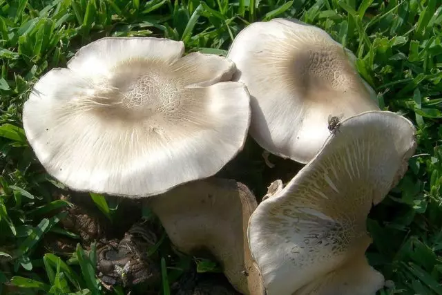 Champignon ea bohata ke habeli e kotsi ea 'nete: mokhoa oa ho tseba hore na li-mushroom tse ts'oanang li shebahala joang, ho khetholla joang, ho tseba joang ka foto le tlhaloso 794_8